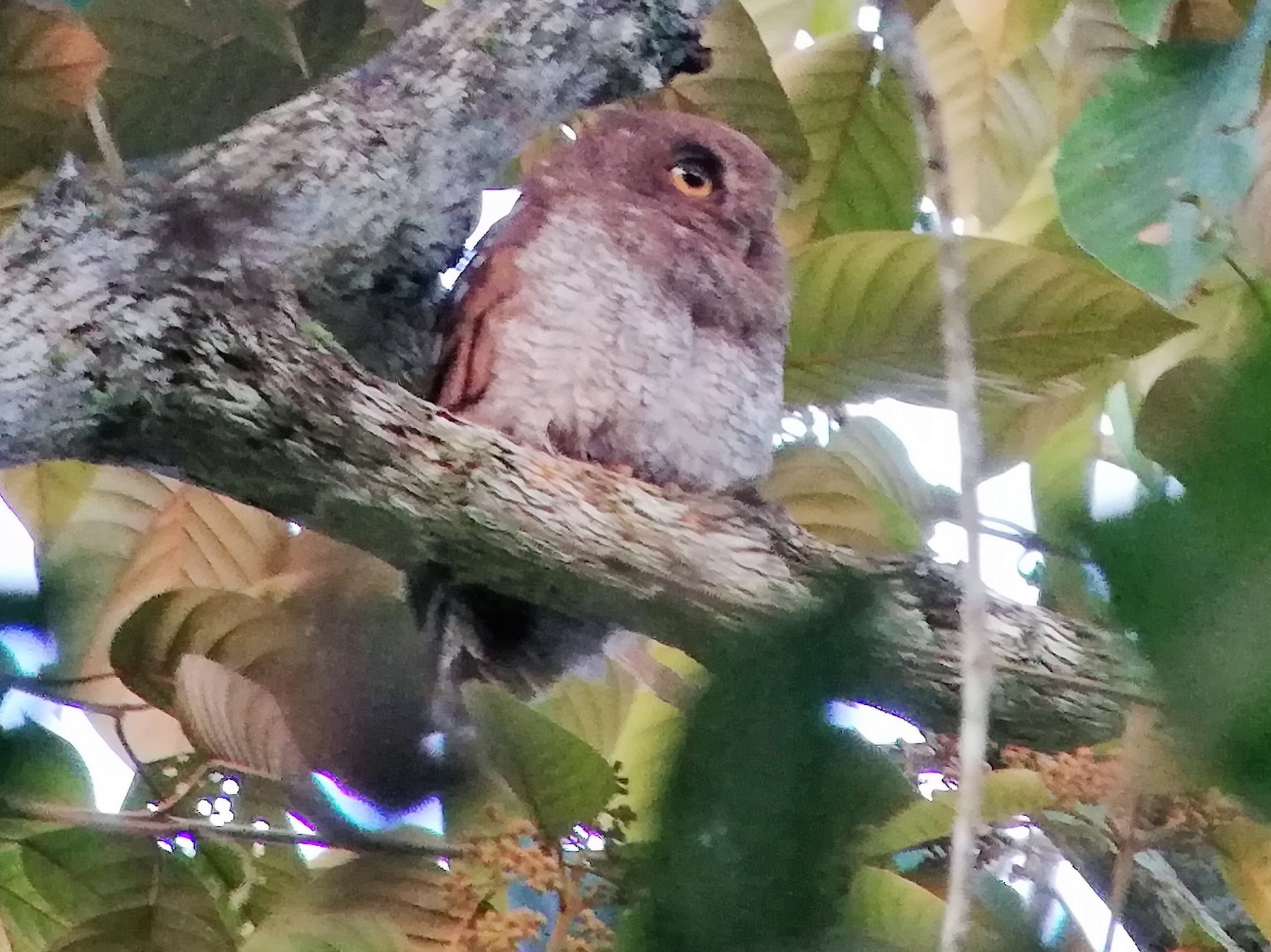 Foothill Screech-Owl - eBird
