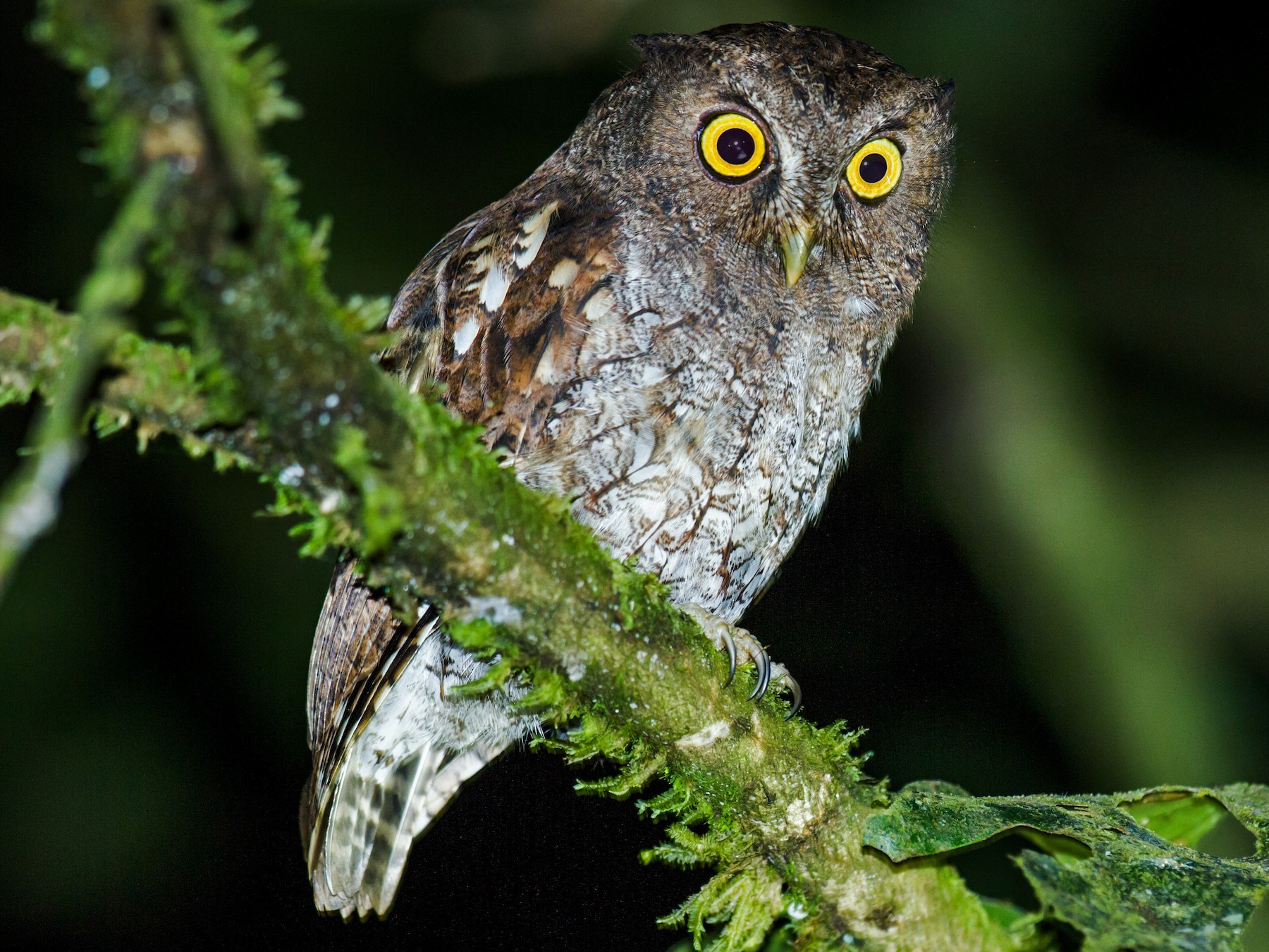 Foothill Screech-Owl - eBird