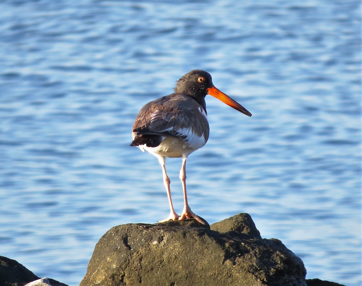 eBird Checklist - 28 Oct 2019 - ACBS Surveys ONLY - Pascagoula Beach ...