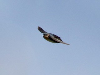 Pale-footed Swallow - eBird