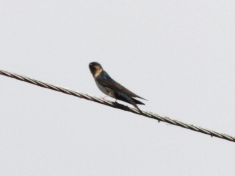 Pale-footed Swallow - eBird