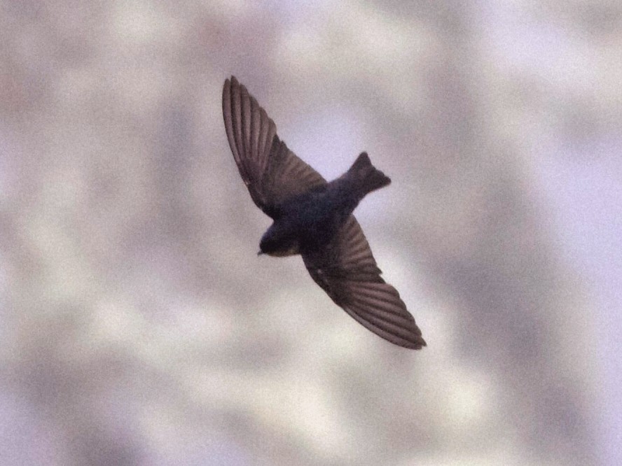 Pale-footed Swallow - eBird