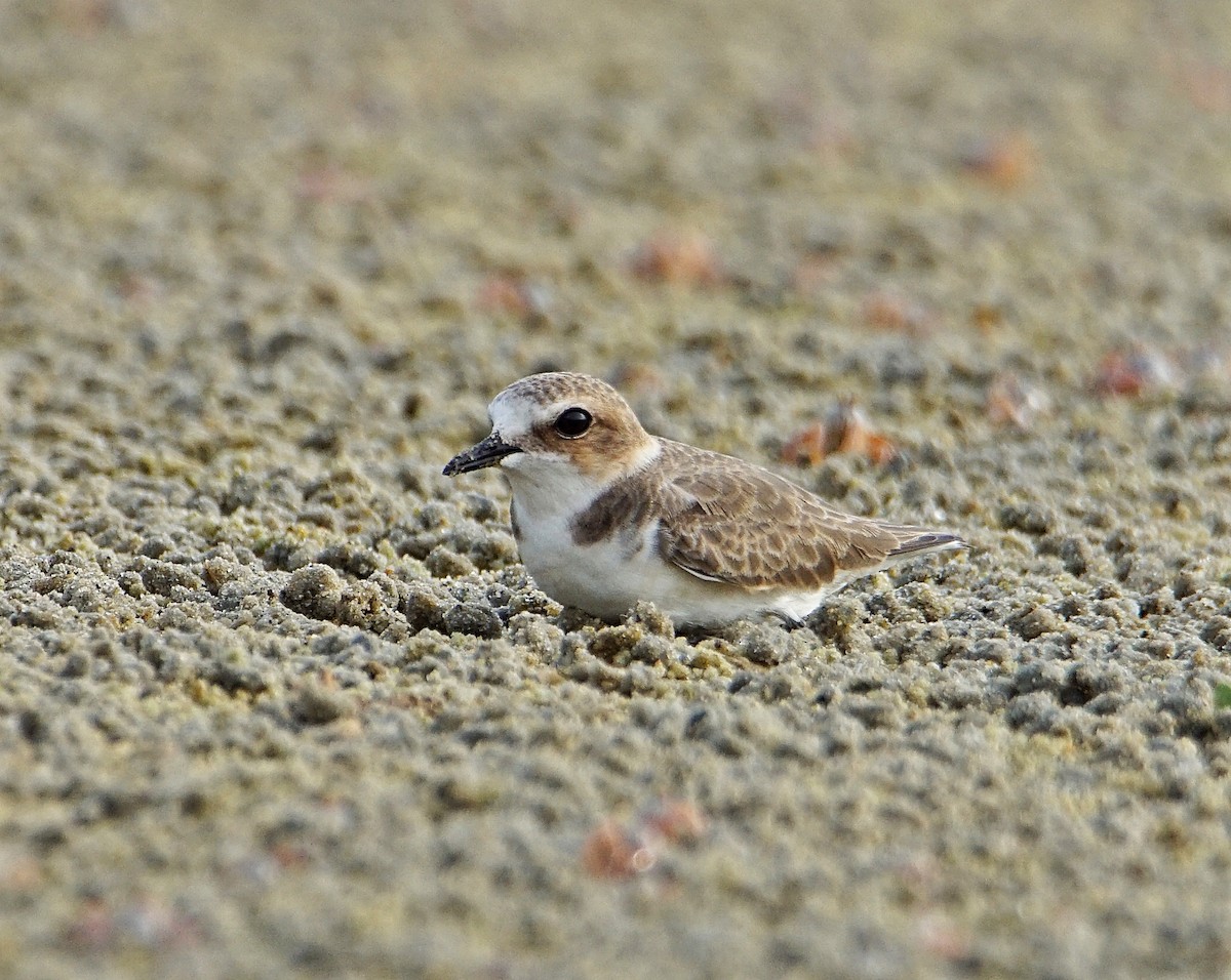 eBird Checklist - 28 Oct 2019 - Chitrapu Estuary, Mulki - 30 species