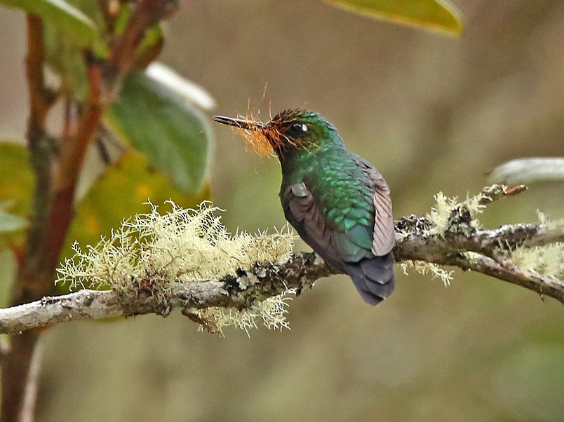 Purple-throated Sunangel - eBird