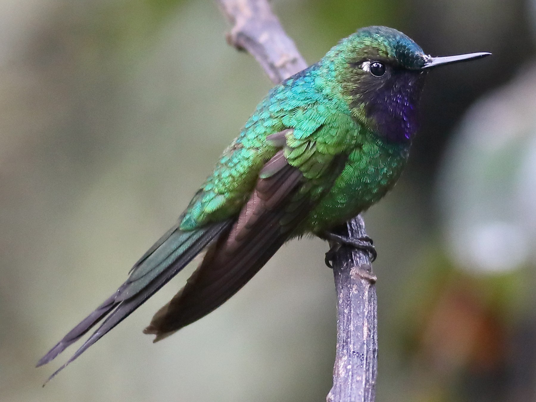 Purple-throated Sunangel - eBird