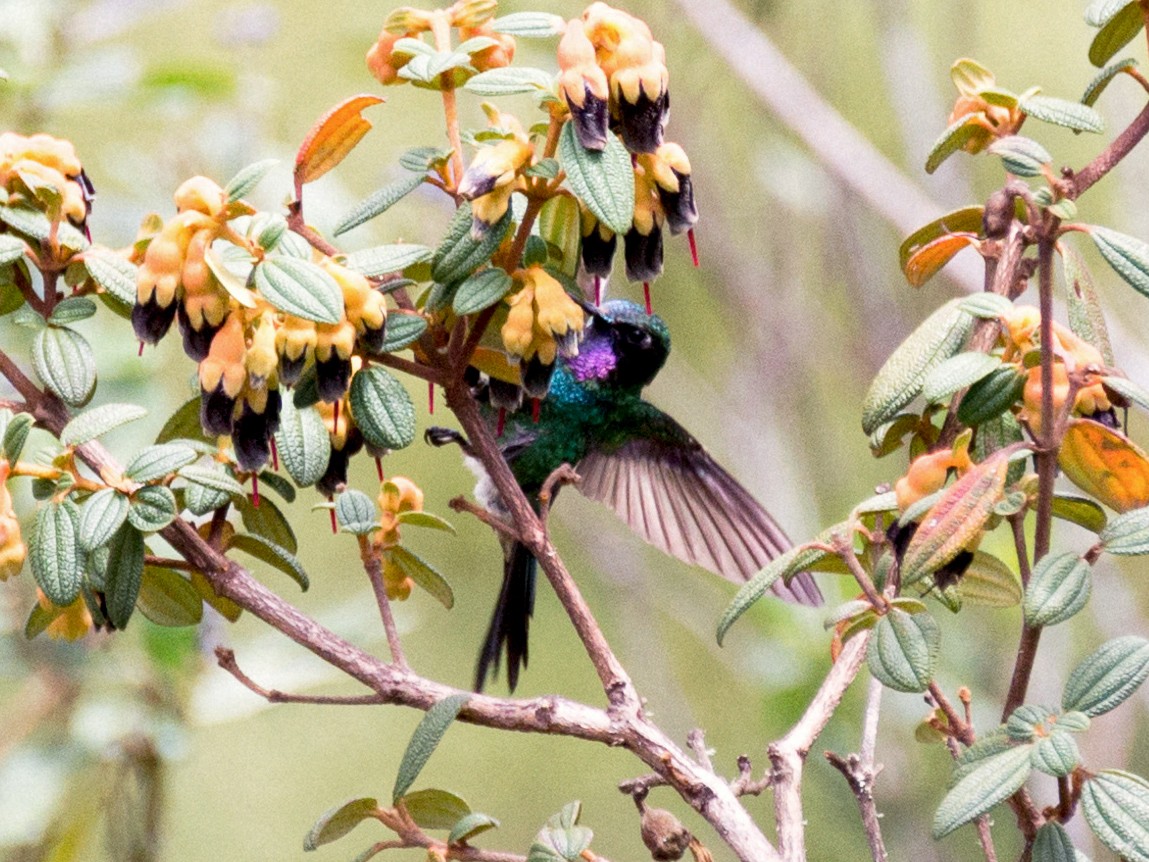 Purple-throated Sunangel - eBird