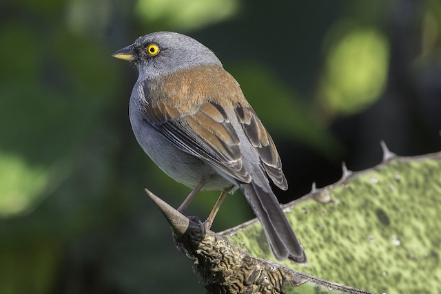 Yellow Eyed Junco
