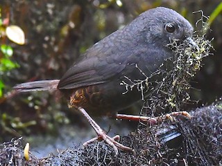 Spillmann's Tapaculo - eBird