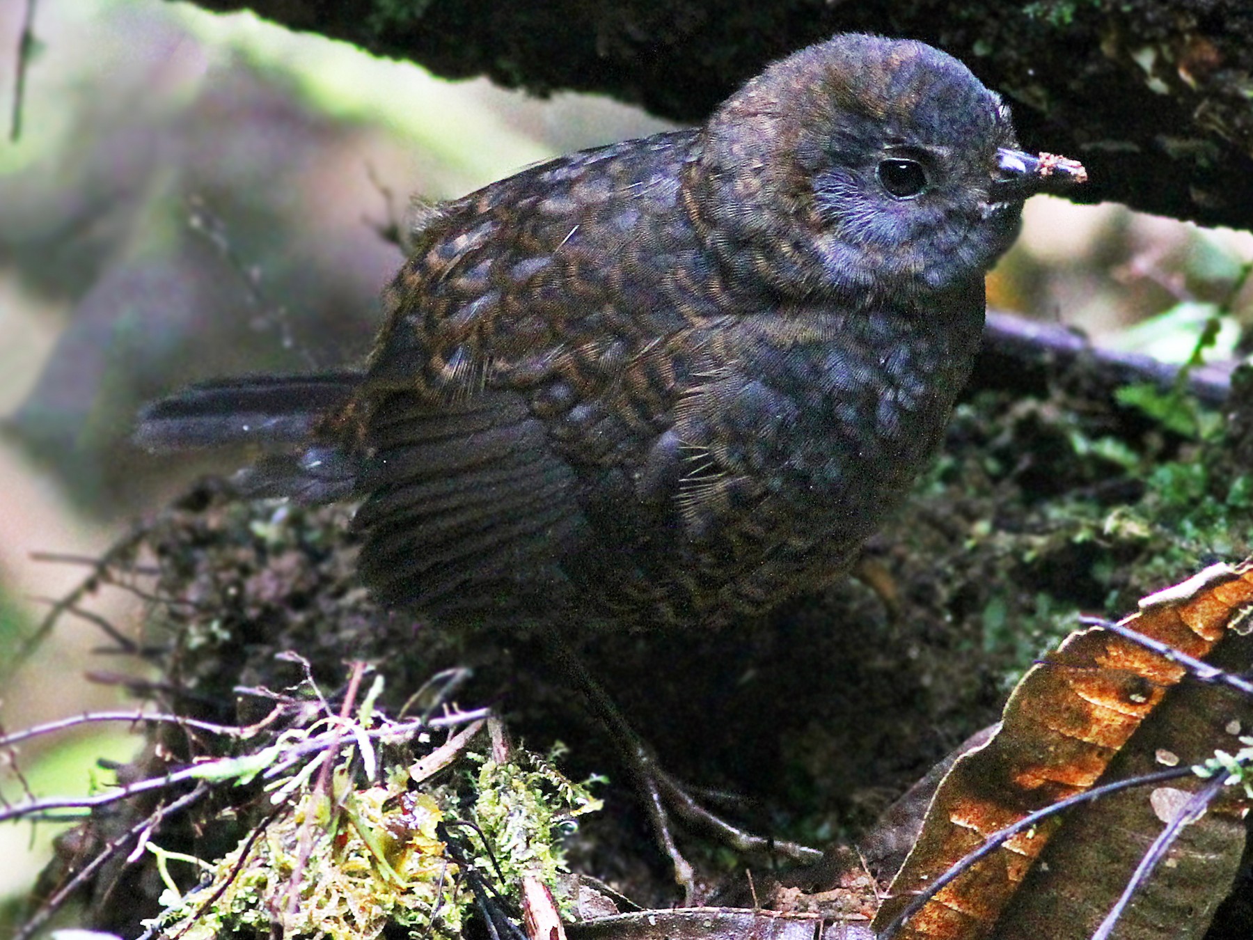 Spillmann's Tapaculo - eBird
