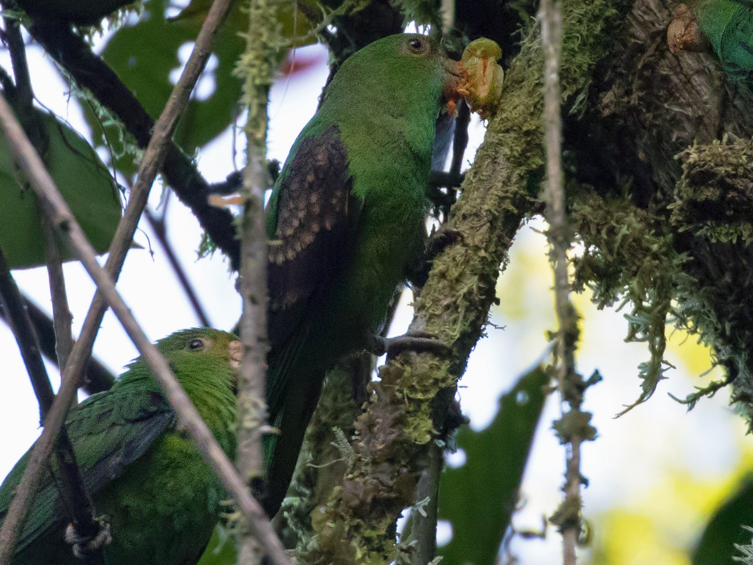 Spot-winged Parrotlet - eBird