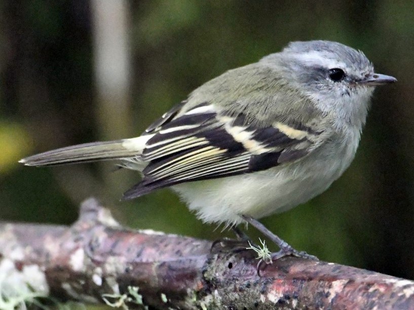 White-tailed Tyrannulet - eBird