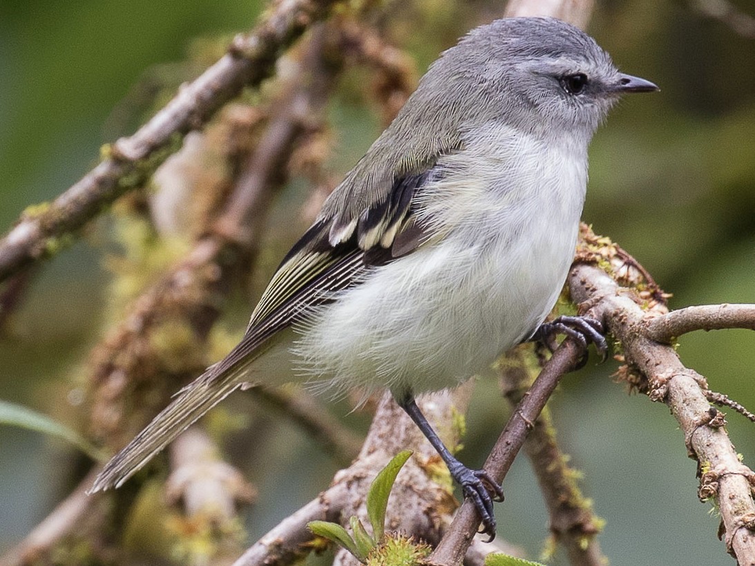 White-tailed Tyrannulet - eBird