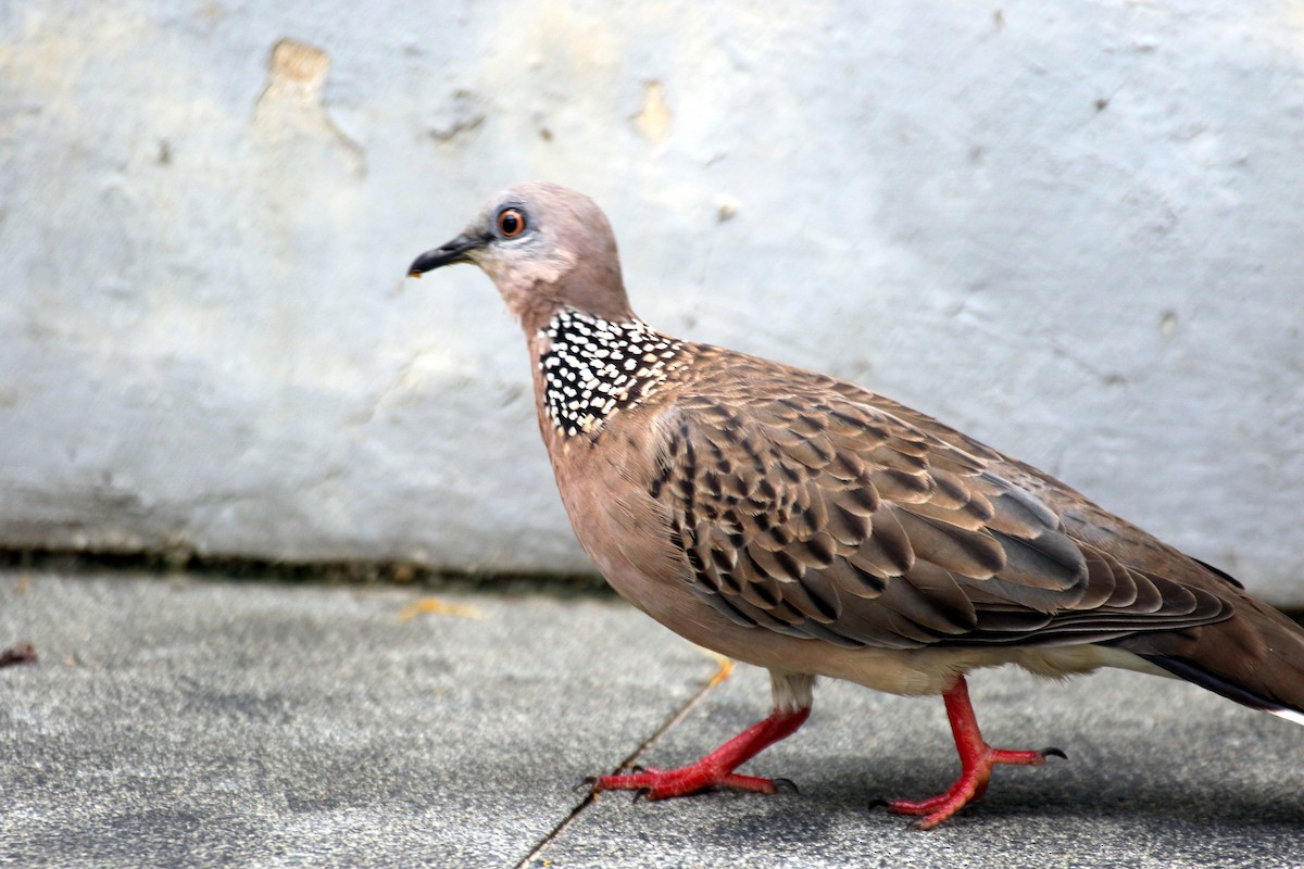 eBird Checklist - 28 Oct 2019 - Singapore Botanic Gardens - 16 species