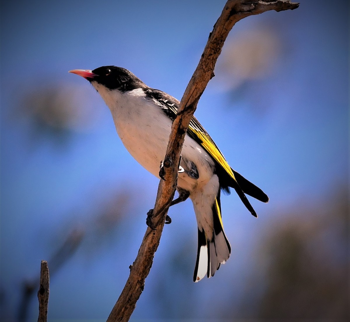 eBird Checklist - 29 Oct 2019 - Namadgi National Park--Visitor Centre ...