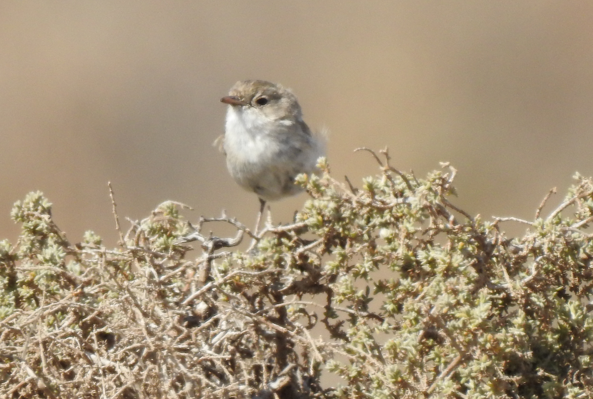 eBird Checklist - 25 Oct 2019 - Australian Arid Lands Botanic Gardens ...