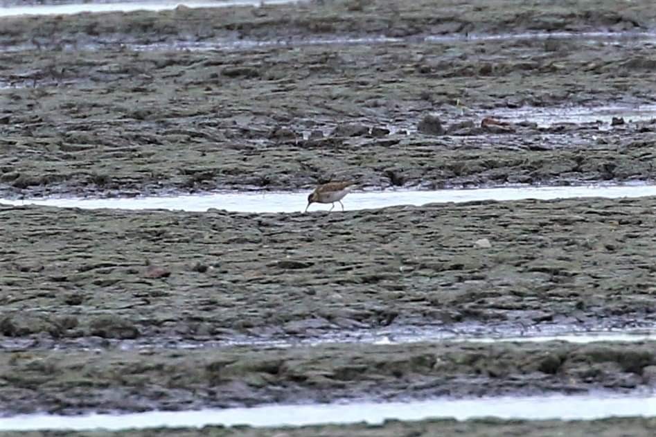 eBird Checklist - 24 Oct 2019 - Killdeer Plains Wildlife Area--Pond 6 ...