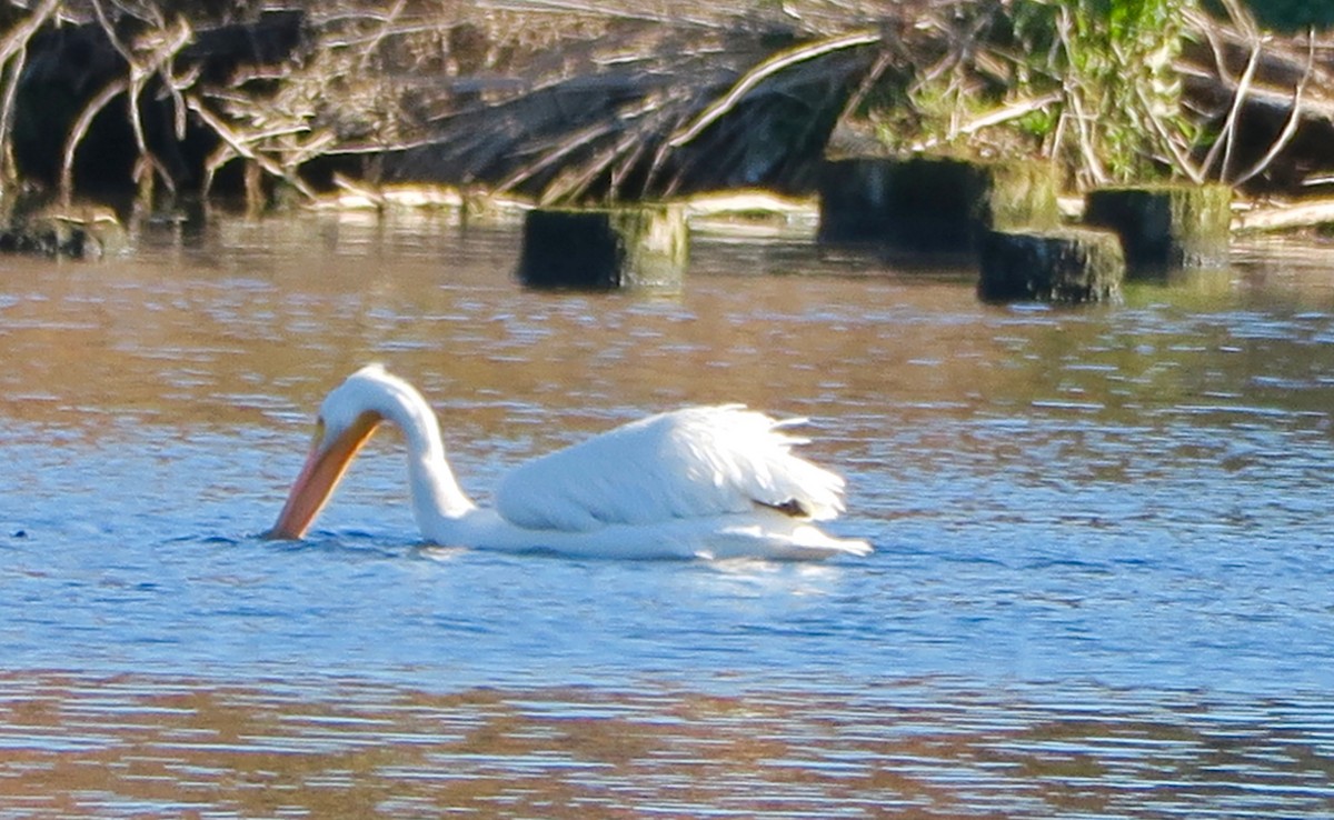 eBird Checklist - 29 Oct 2019 - Union Bay Natural Area/Montlake Fill ...