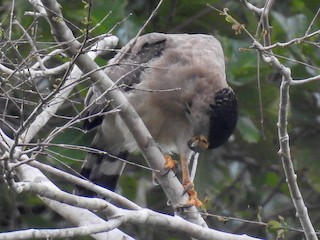 Nicobar Serpent-Eagle - eBird