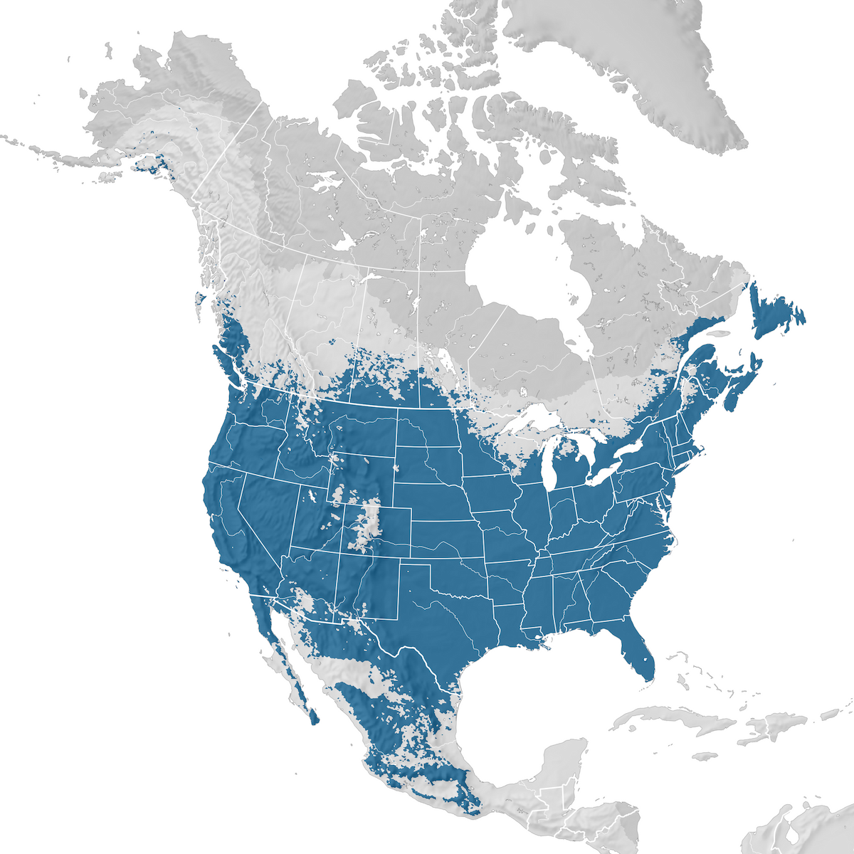 American Robin - Range map: Non-breeding - eBird Status and Trends