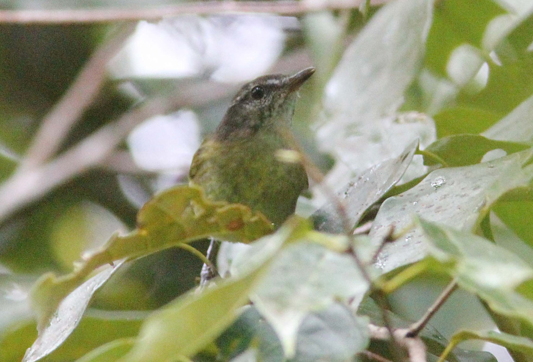 Island Leaf Warbler (Peleng) - eBird