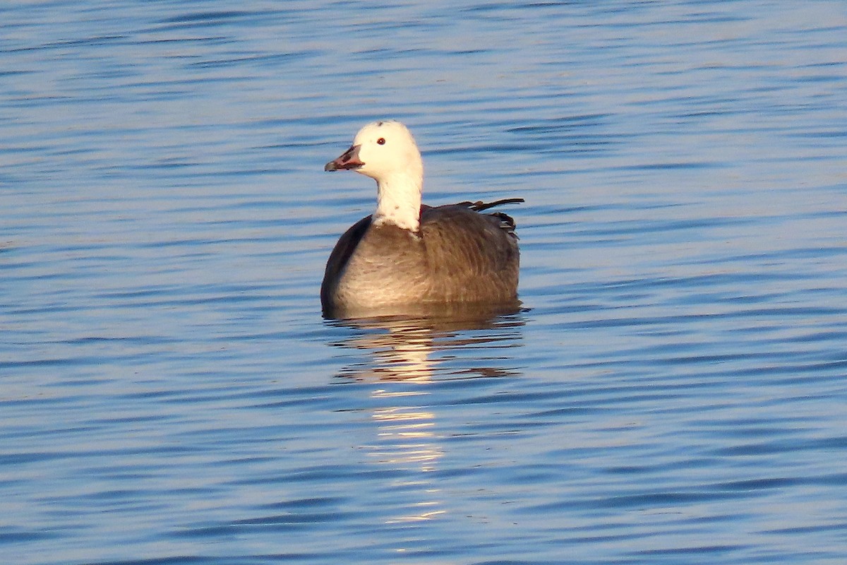 eBird Checklist - 30 Oct 2019 - Waneka Lake/Greenlee Preserve - 22 ...
