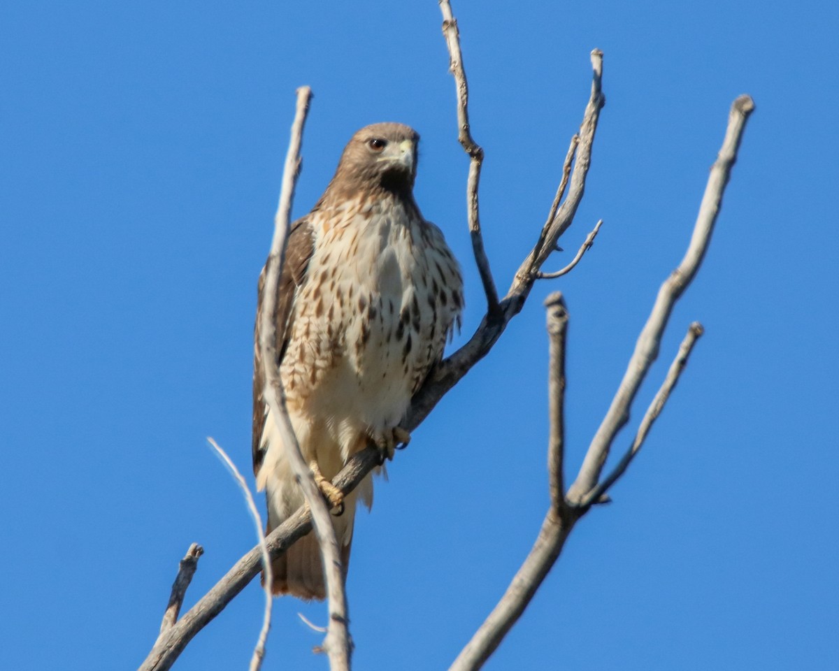 eBird Checklist - 31 Oct 2019 - Palo Duro Canyon SP (PHP 040) - 16 species