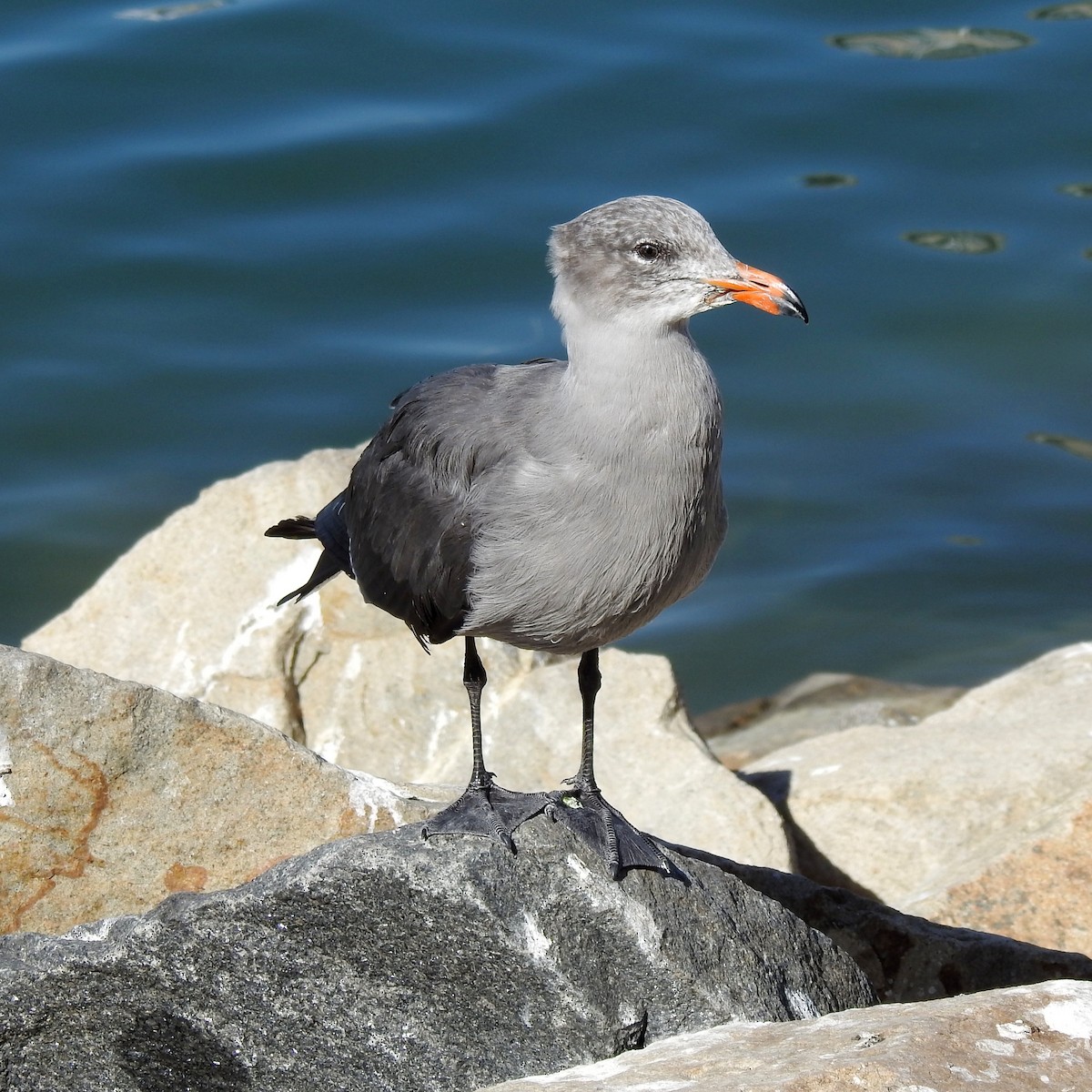 eBird Checklist - 31 Oct 2019 - Oceanside Harbor & San Luis Rey River ...