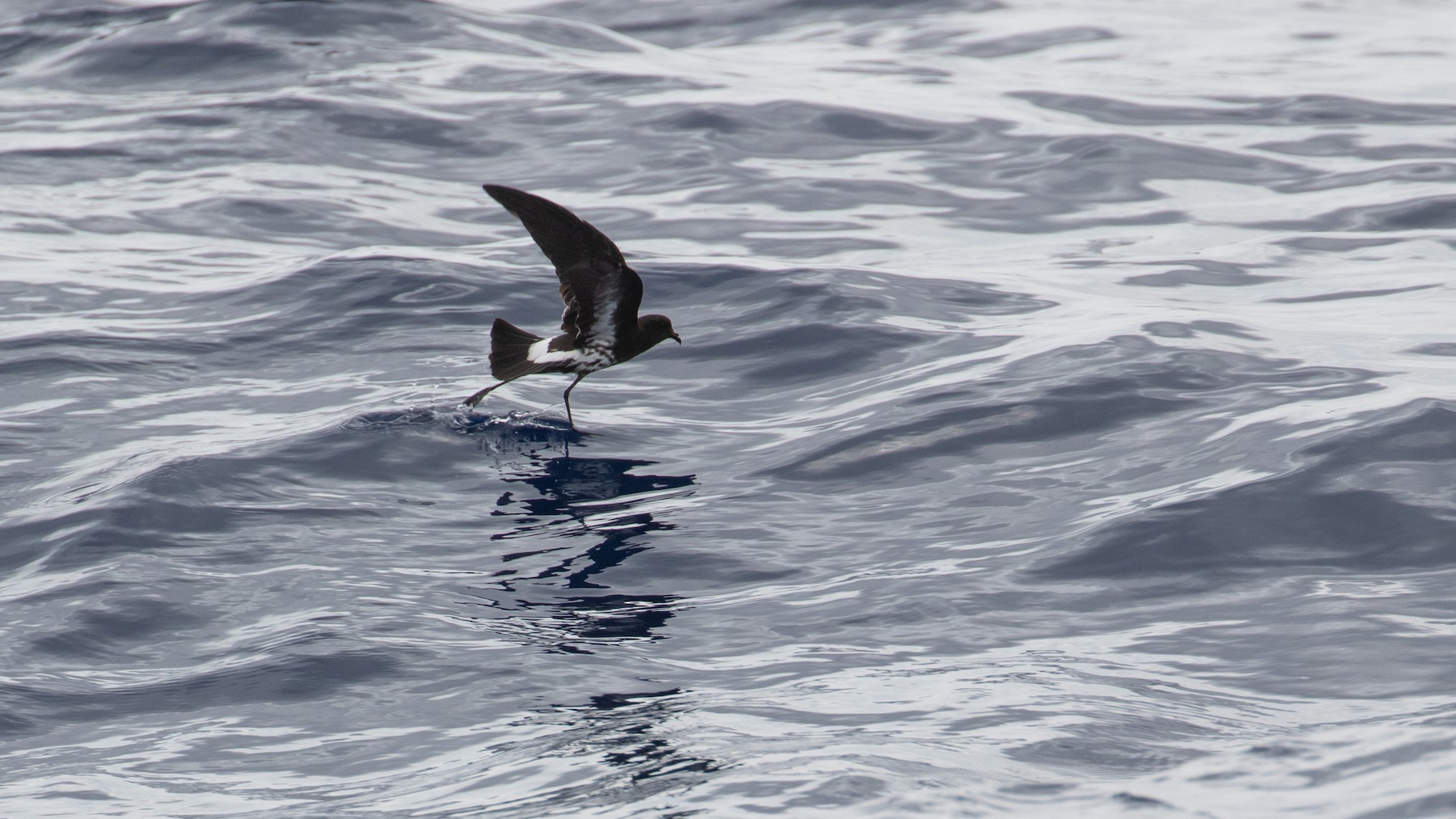 New Caledonian Storm-Petrel (undescribed form) - eBird