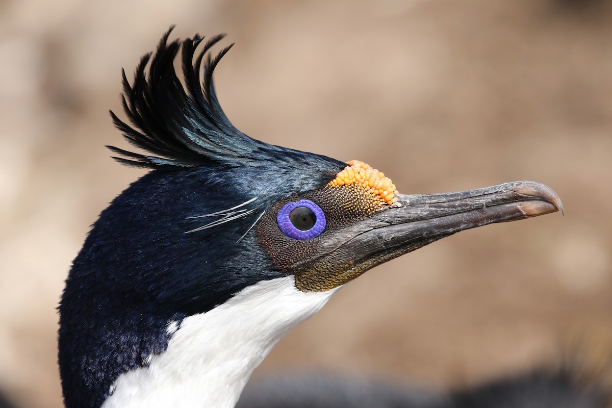 Cormorán imperial (real) - eBird