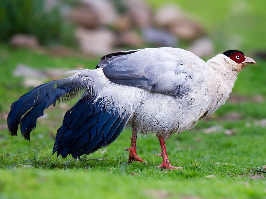 White Eared-Pheasant - eBird