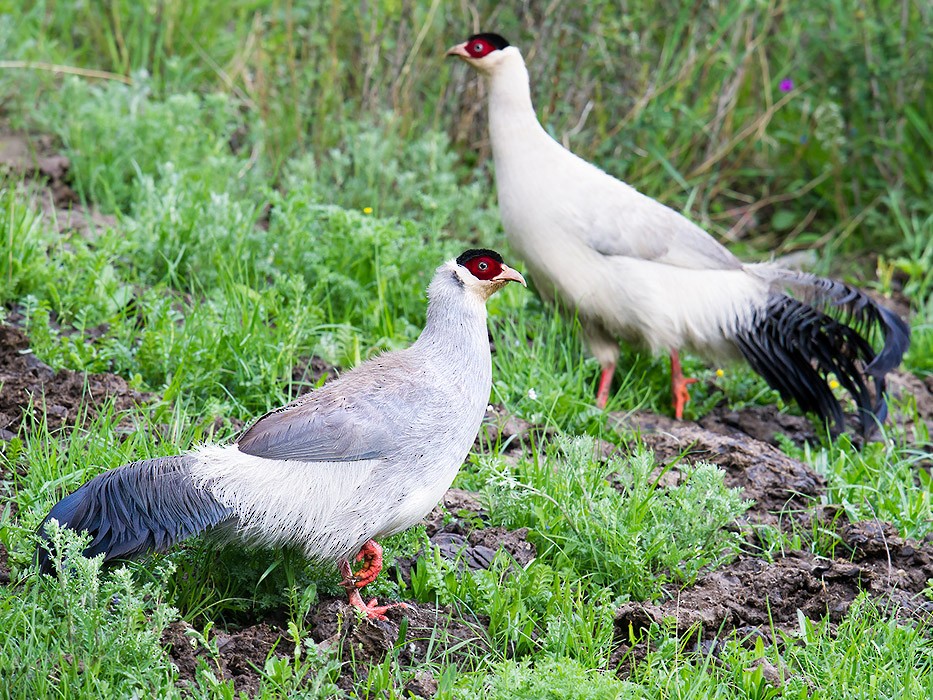 White Eared-Pheasant - eBird