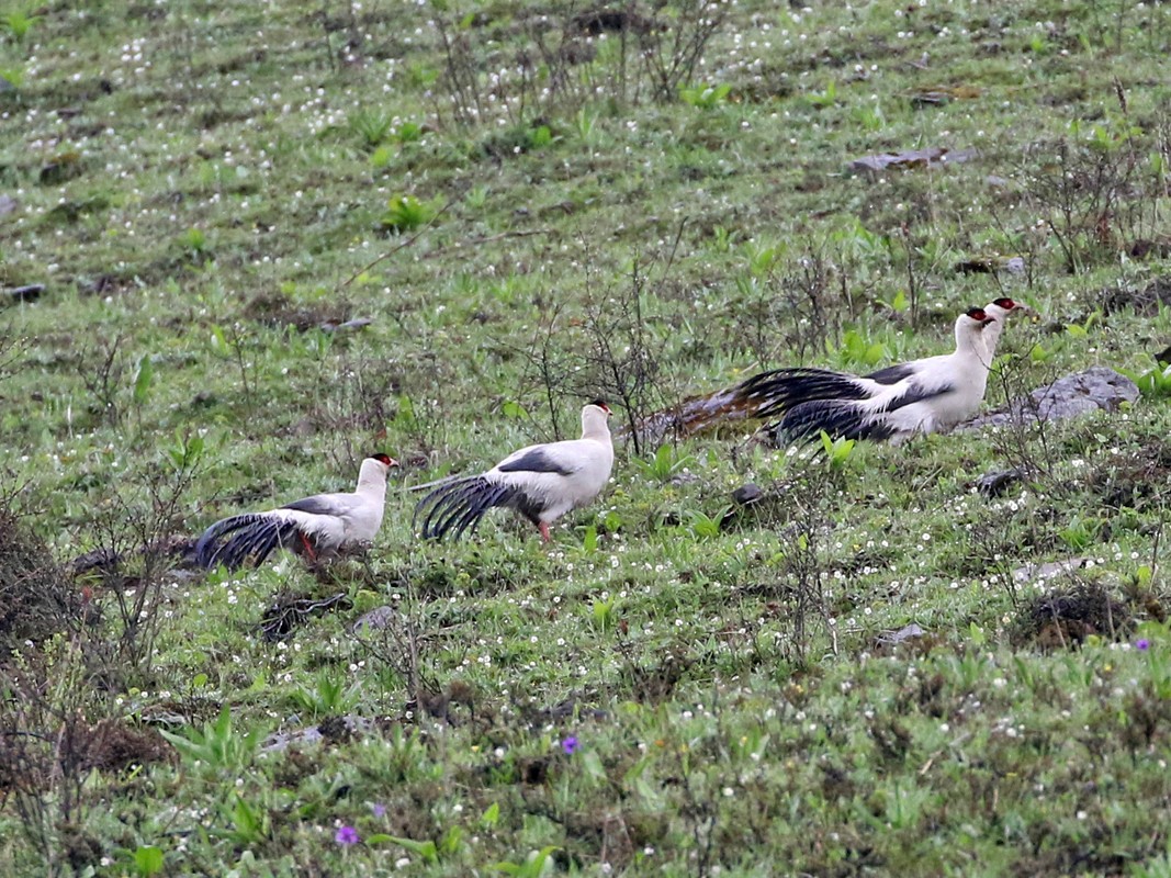 Faisán orejudo blanco - eBird