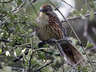 Chinese Babax - eBird