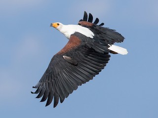 African Fish-Eagle - eBird