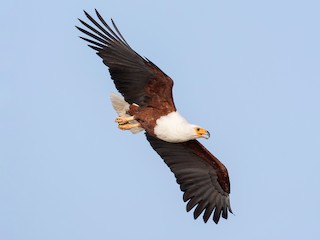 African Fish-Eagle - eBird