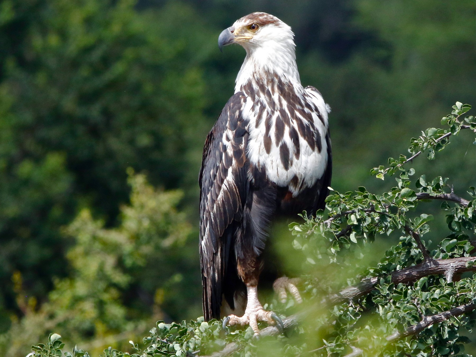 African Fish-Eagle - eBird
