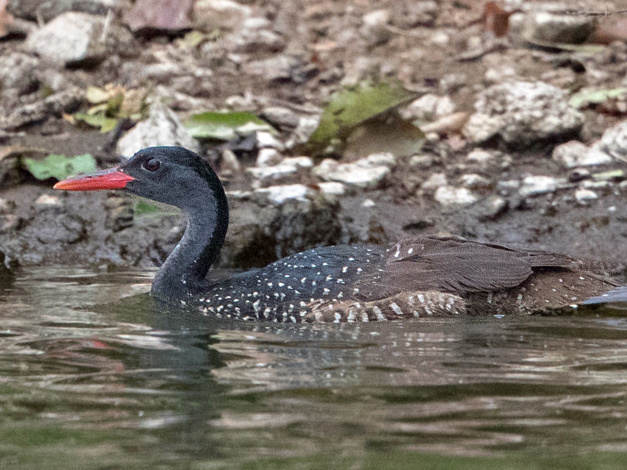 African Finfoot - eBird