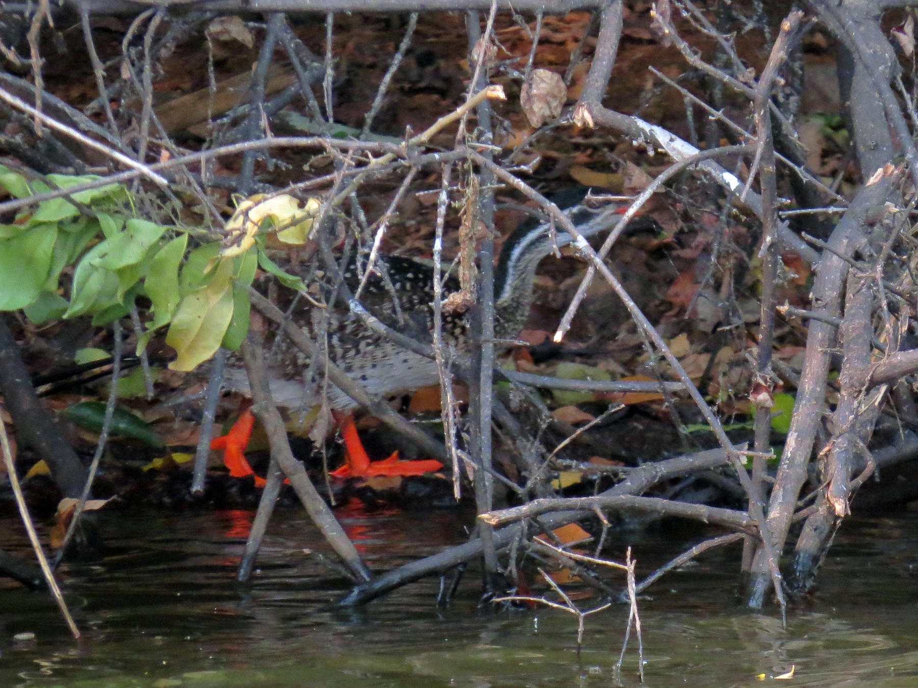 African Finfoot - eBird