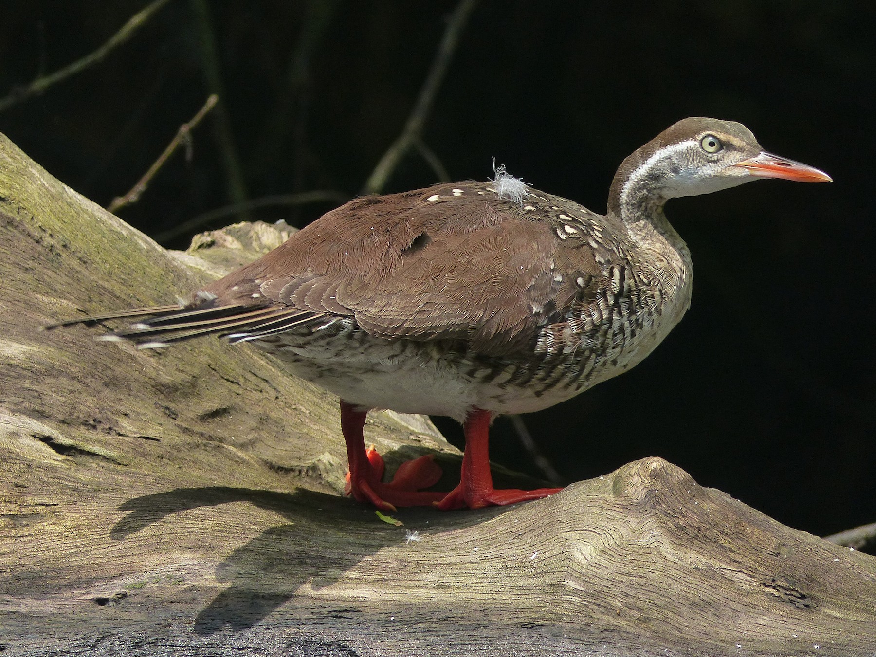 African Finfoot - eBird