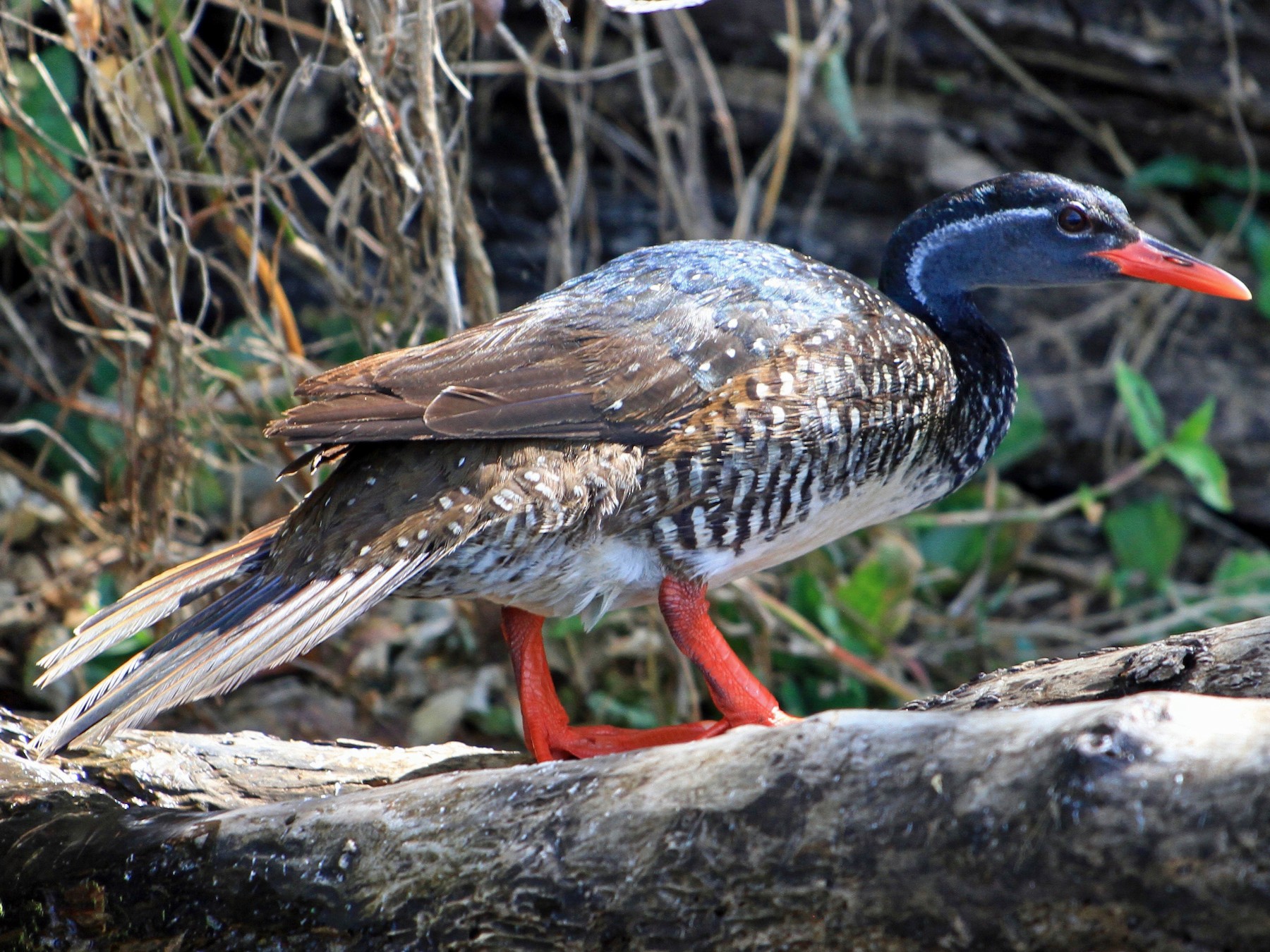 African Finfoot - eBird