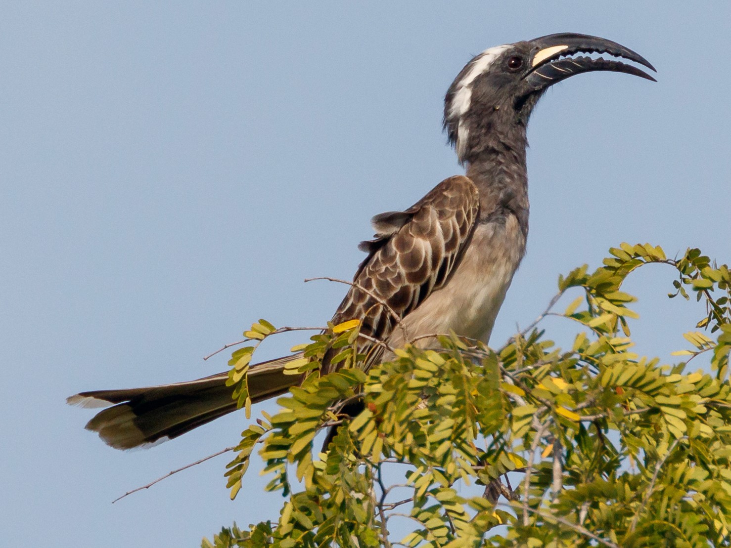 African Gray Hornbill - eBird