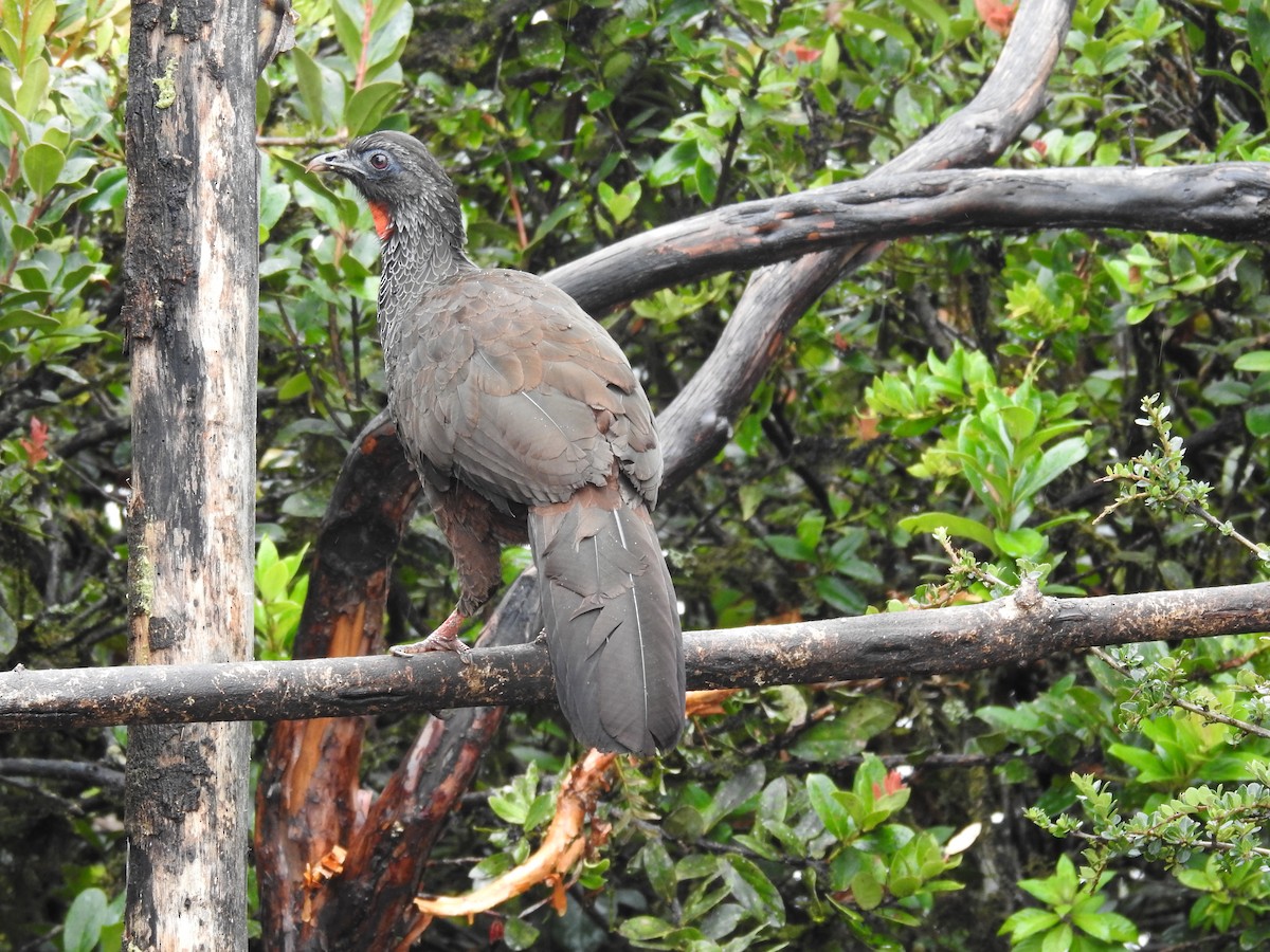eBird Checklist - 20 Oct 2019 - Reserva Yanacocha - 34 species