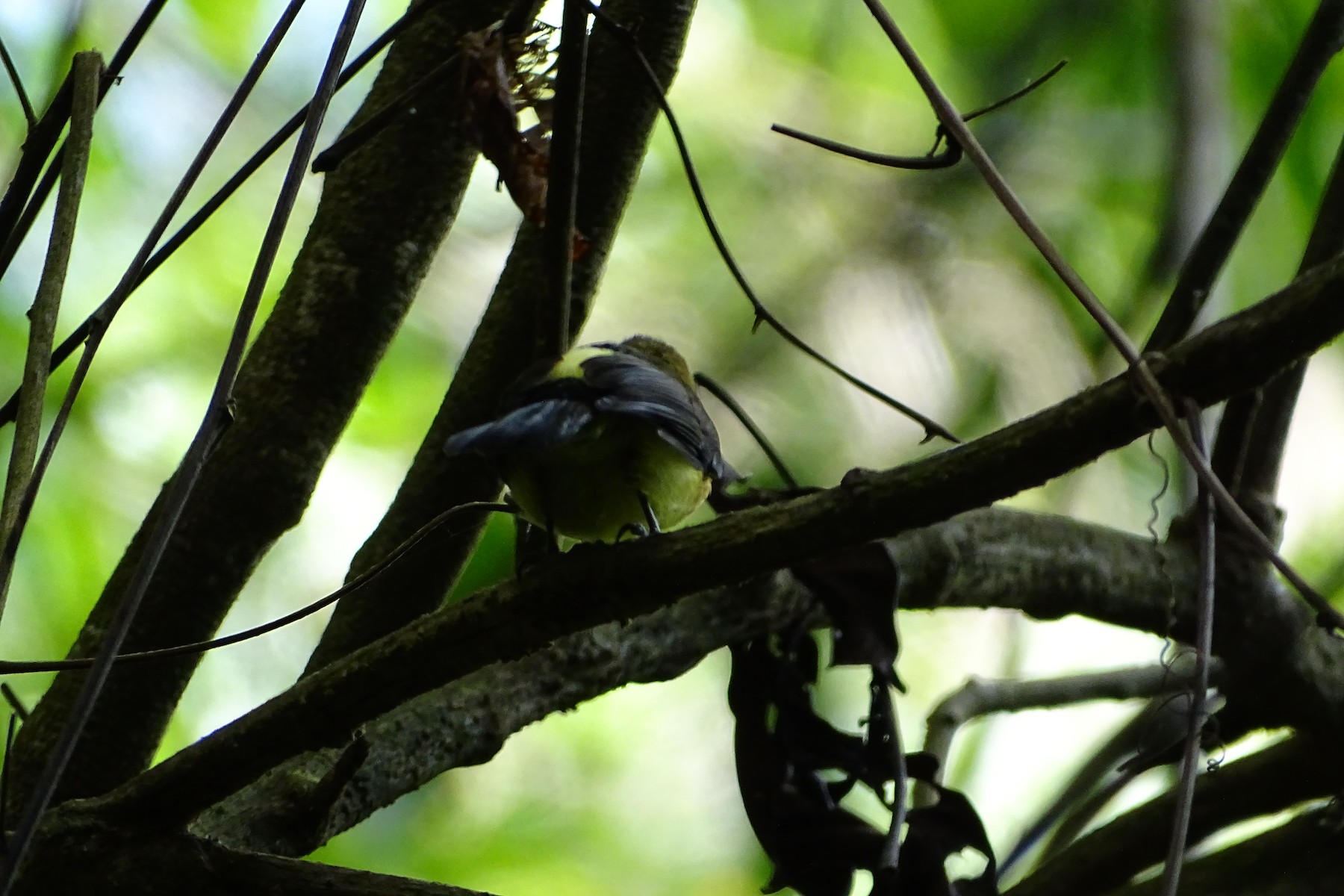 Sulphur-rumped/Black-tailed Flycatcher - eBird