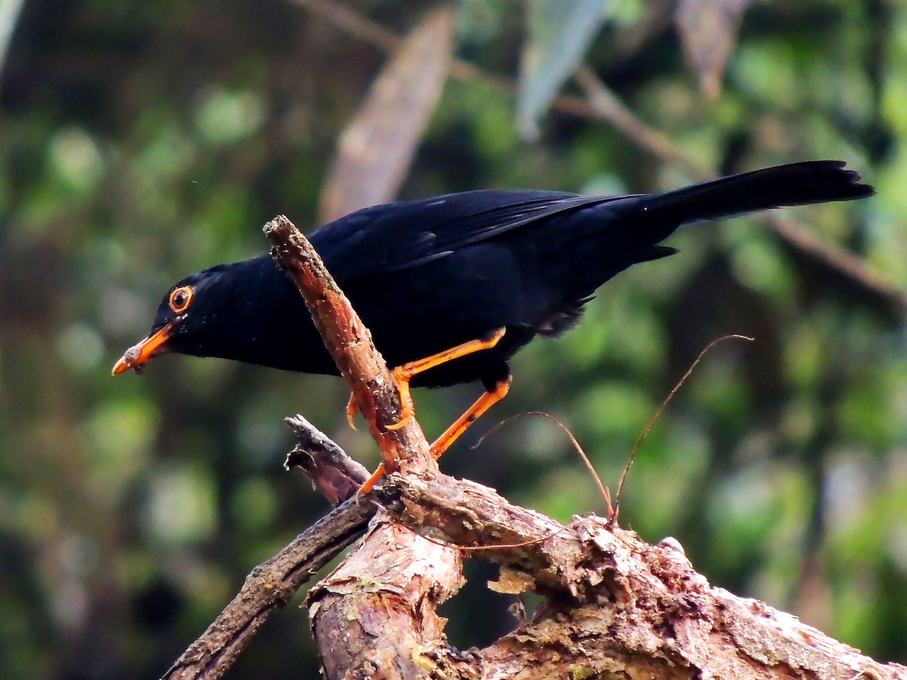 Glossy-black Thrush - eBird