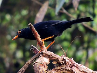 Glossy-black Thrush - Israel Breeding Bird Atlas