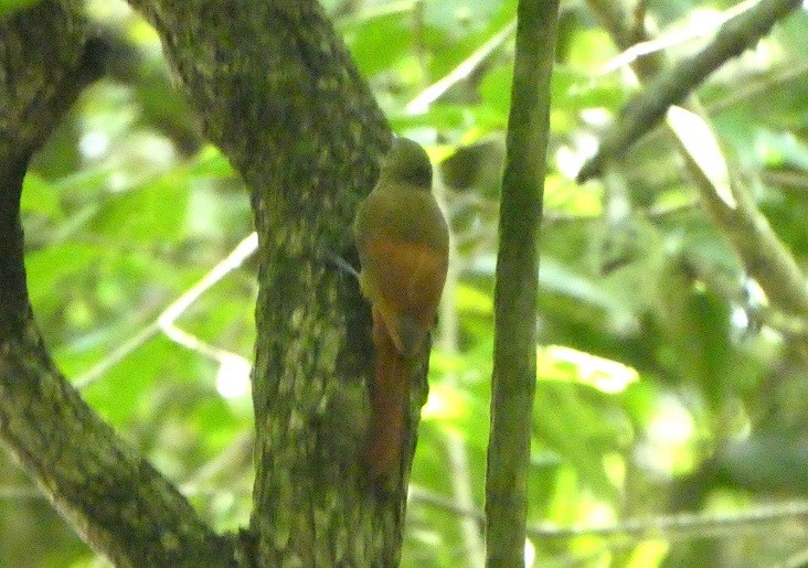 eBird Checklist - 1 Nov 2019 - Zona Arqueológica Cobá - 20 species (+1 ...