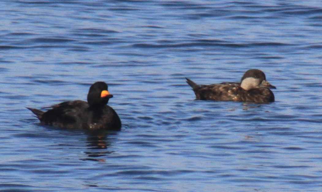 eBird Checklist - 2 Nov 2019 - Jones Beach SP--West End - 19 species