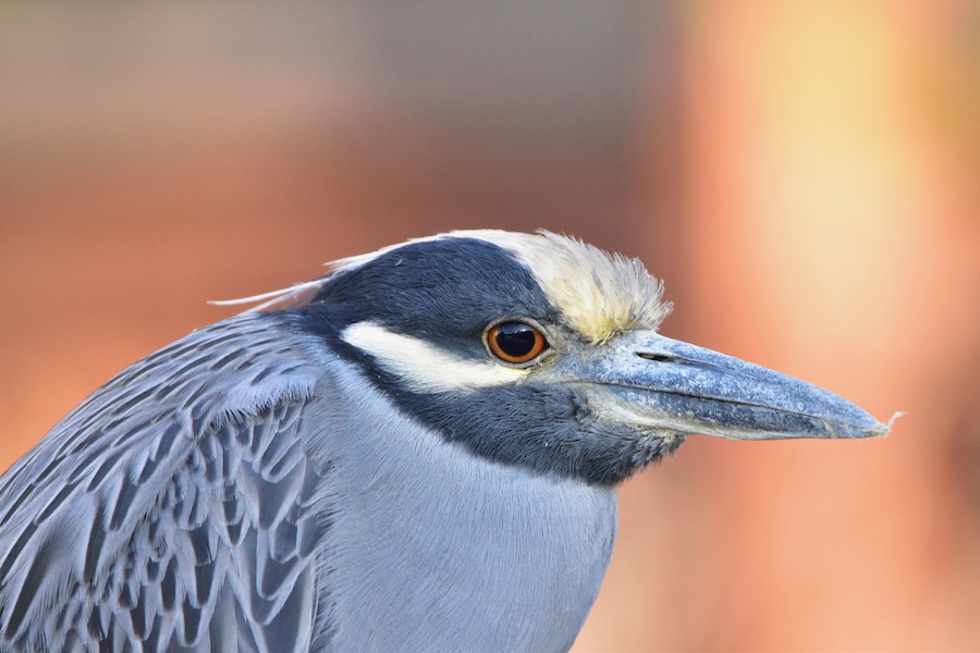 Yellow-crowned Night Heron (Yellow-crowned) - eBird