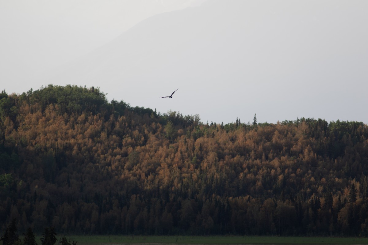 eBird Checklist - 17 Aug 2019 - Knik River PUA--Jim Lake - 30 species