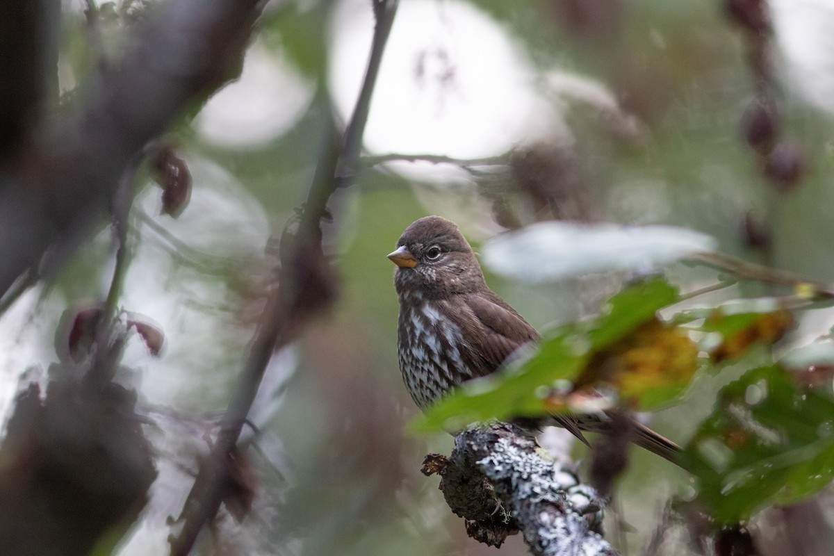 eBird Checklist - 18 Aug 2019 - Knik River PUA--Jim Lake - 16 species ...